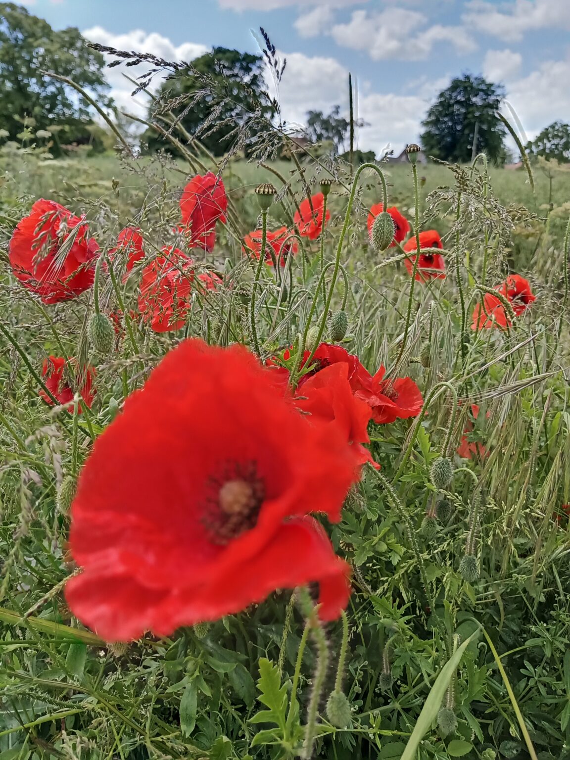 Remembrance Reflection 2025 – Catholic Recruitment